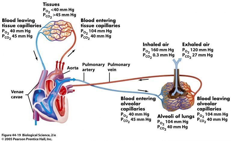 Combat Breathing Basics You Need To Know • Spotter Up