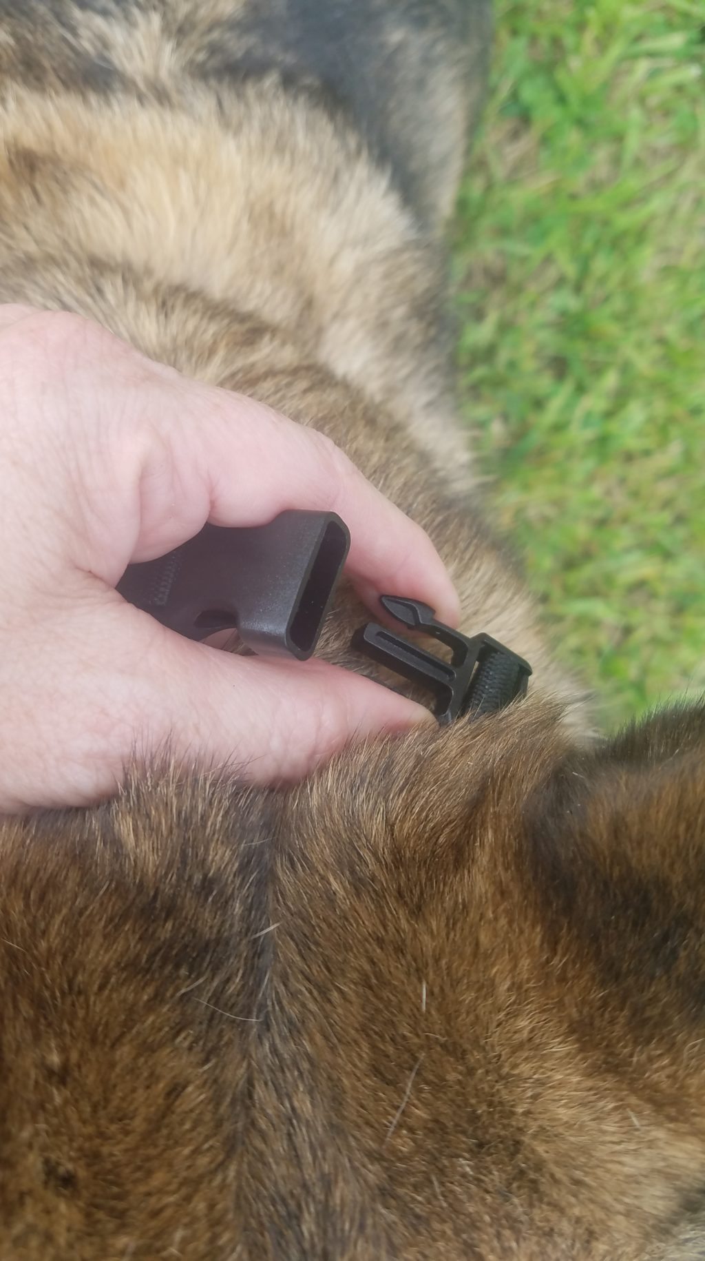 Rex Specs: Eye Pro for your Four-Legged Partner • Spotter Up