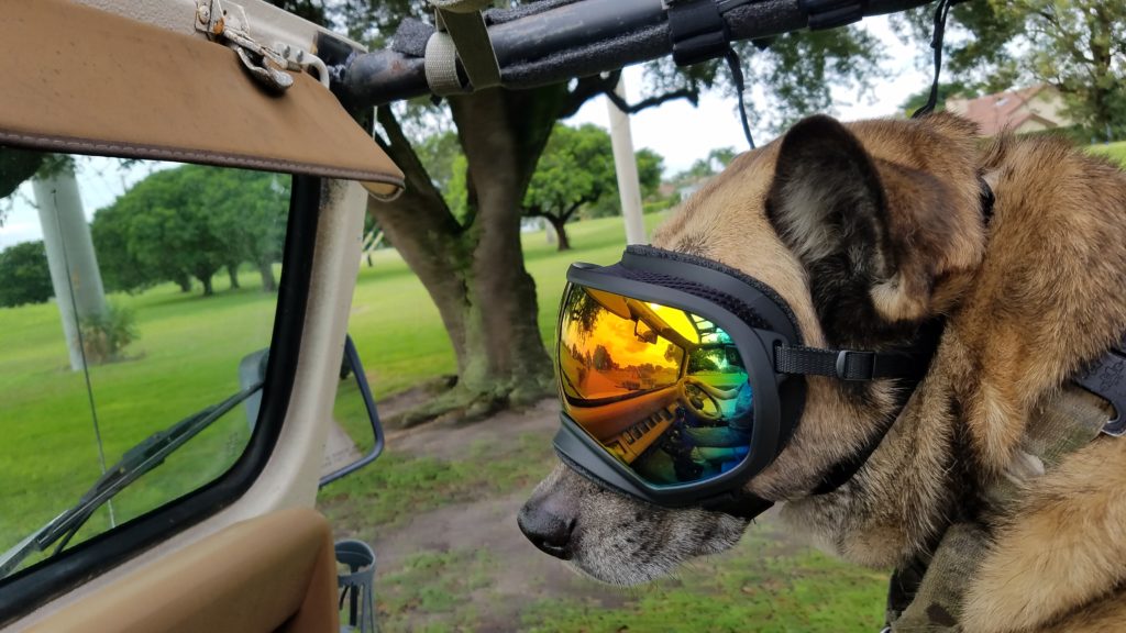 Rex Specs: Eye Pro for your Four-Legged Partner • Spotter Up