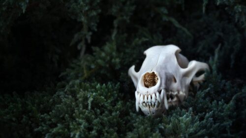 Tracking and Trapping for Preppers, some basics • Spotter Up