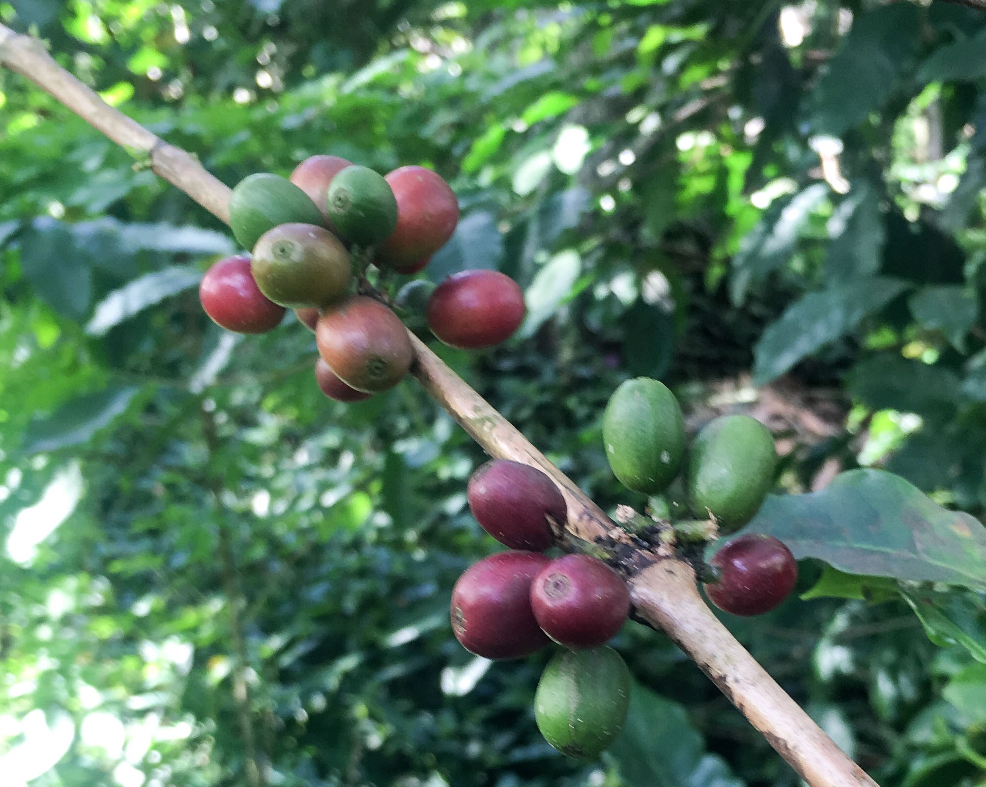 The Origins of Coffee • Spotter Up - Tactical Nexus