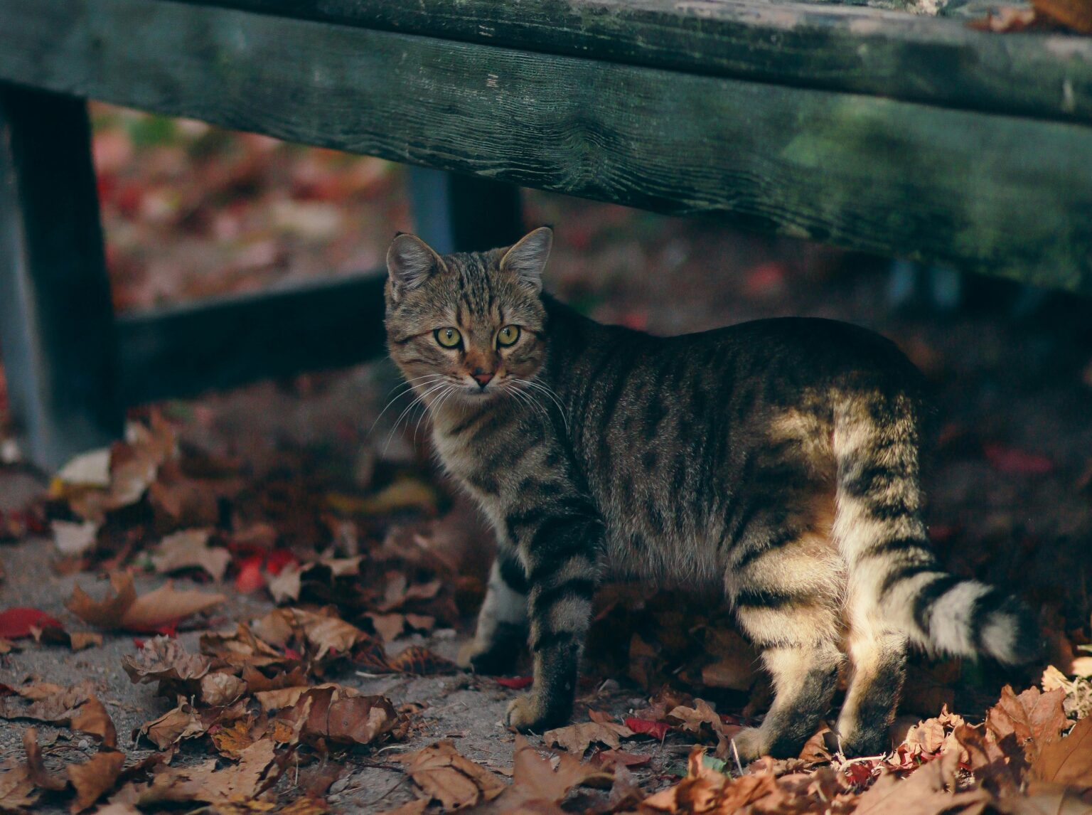Animal Spies: The Use of Animals in Intelligence • Spotter Up