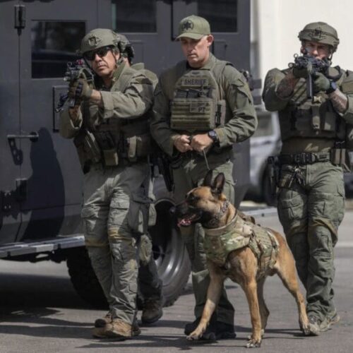 PROJECT7 Armor Revolutionizes K9 Protection With New Tactical Dog Vest ...