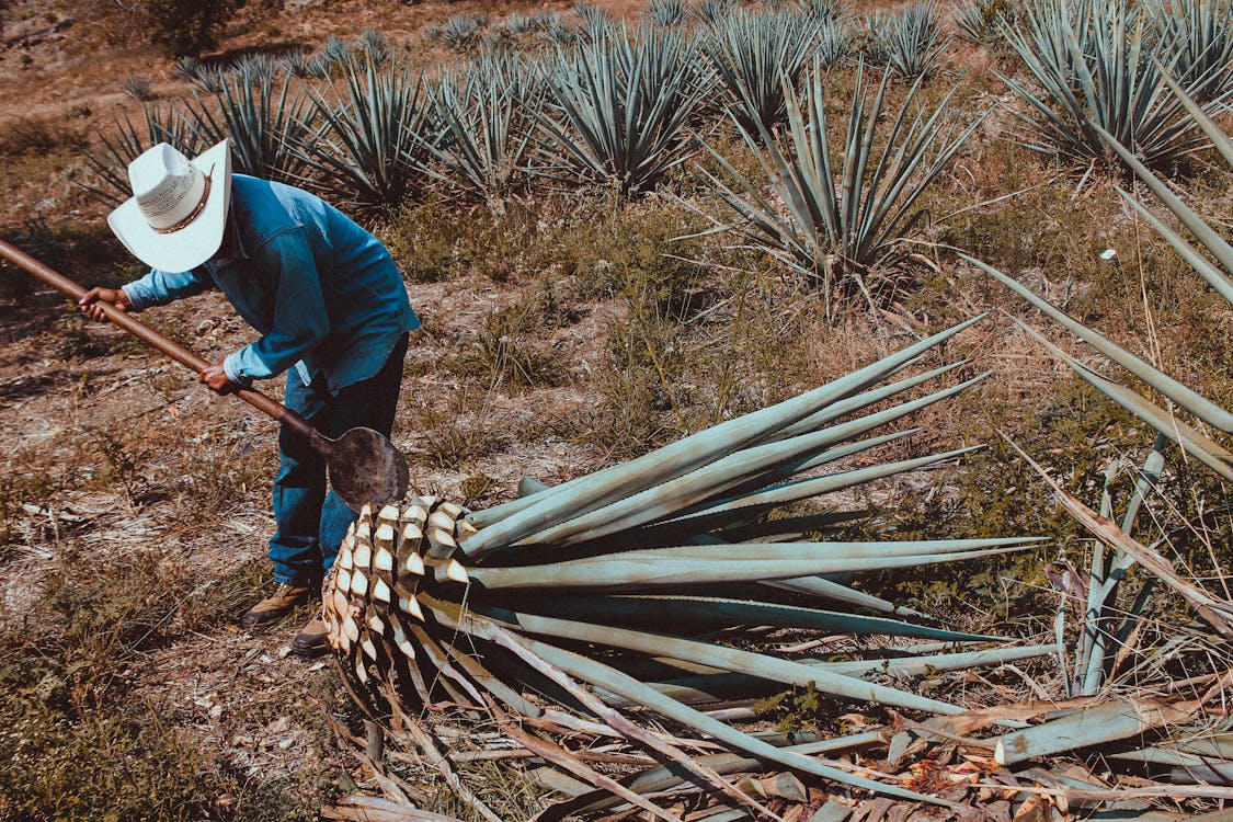Tequila 101: A Guide to Mexico's Iconic Spirit • Spotter Up