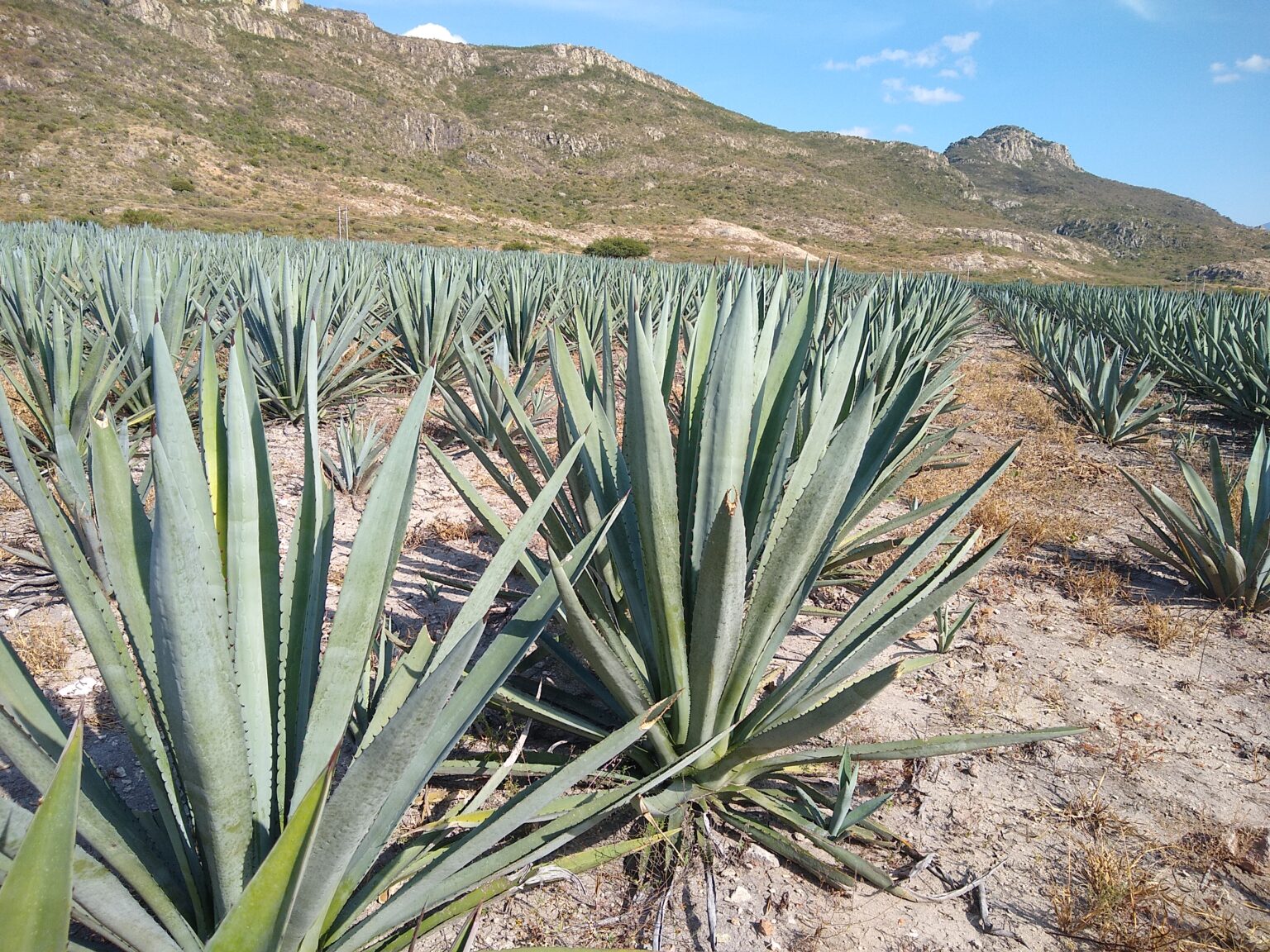 Mezcal: The Artisanal Spirit of Mexico • Spotter Up
