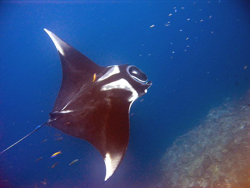 The Manta Ray UUV: A Game-Changer Beneath the Waves • Spotter Up